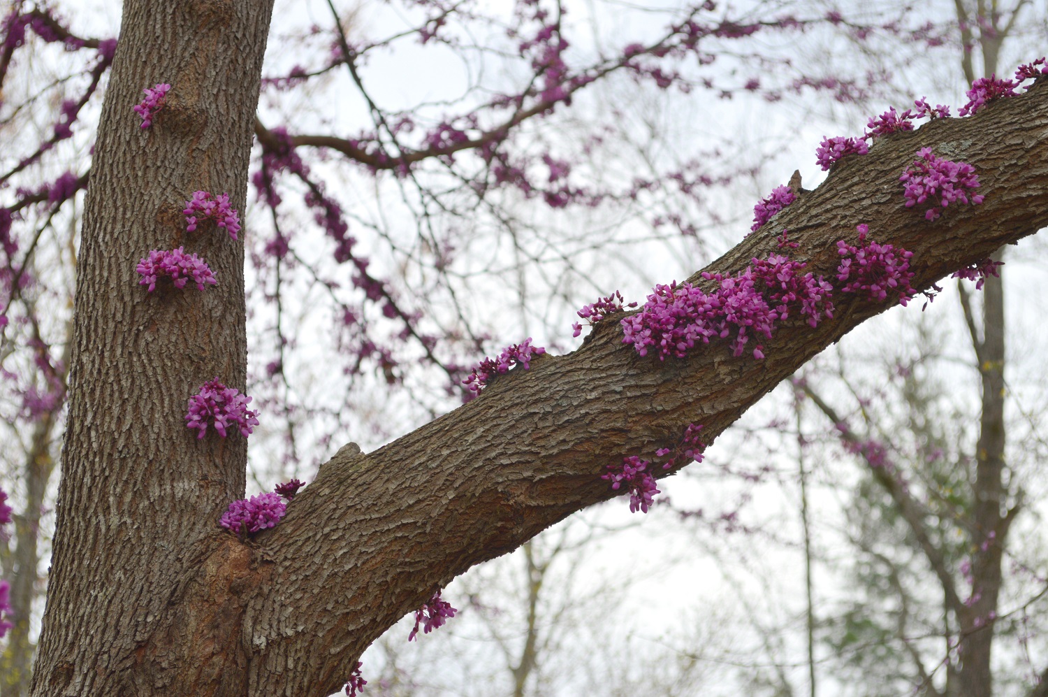 Community Comfort - Jackie Woods